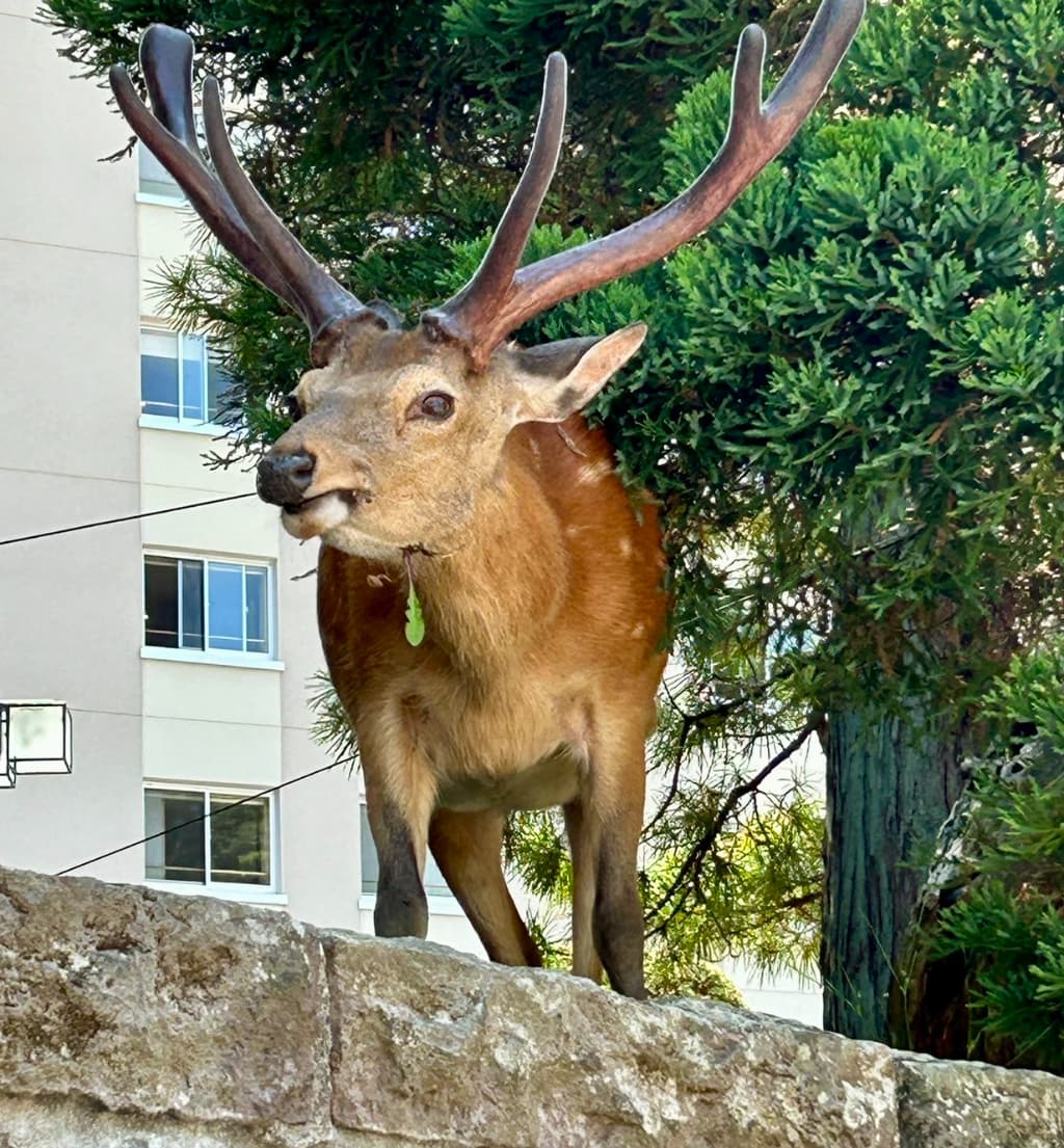 Deer Shock！ Shock！ Shock！困ったチャンだけど愛おしい、鹿革ペンケースという相棒 – サンクレイオ翼株式会社 映画宣伝 ...